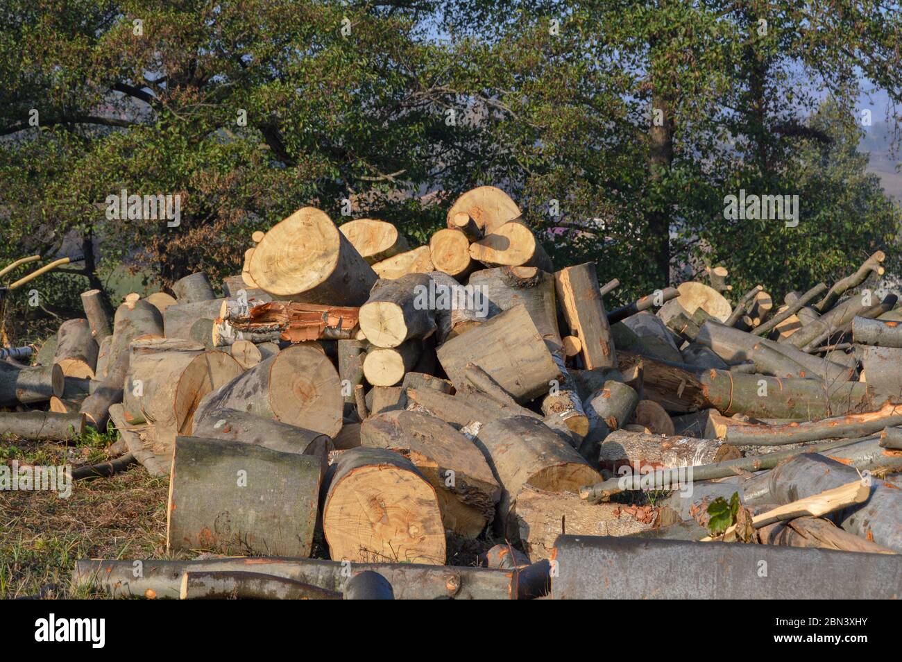 A pile of logs cut down and ready to be processed or used as firewood ...