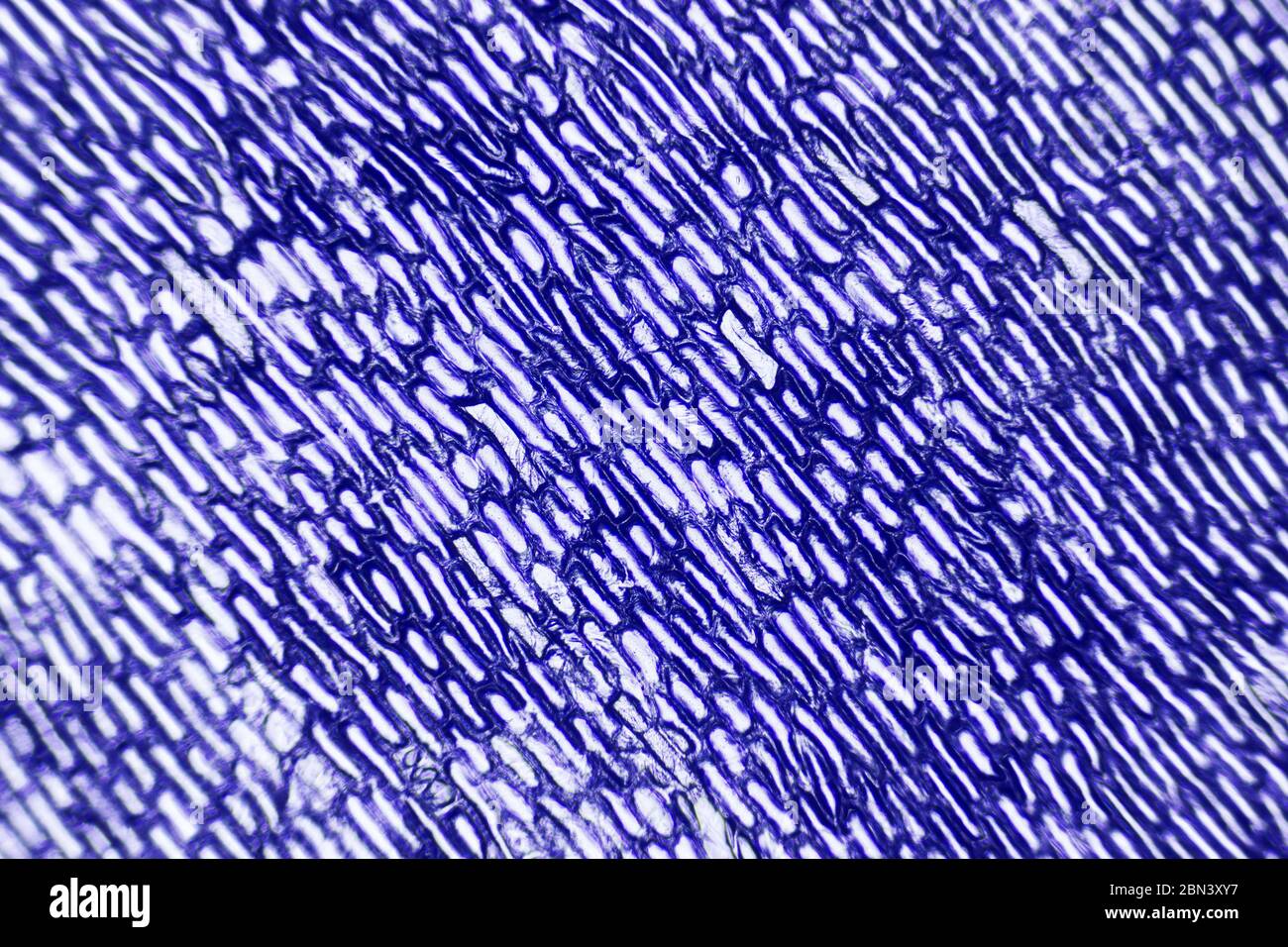 Under the microscope onion cells Stock Photo - Alamy