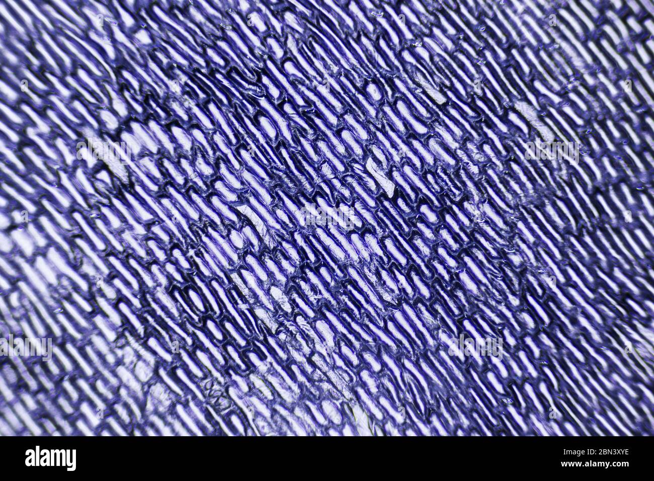Under the microscope onion cells Stock Photo - Alamy