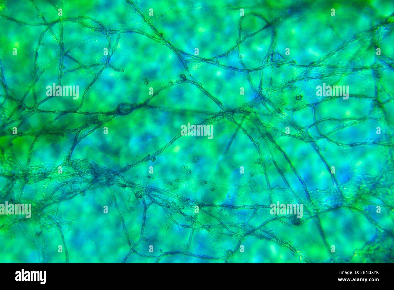 Under the microscope plants cells Stock Photo - Alamy