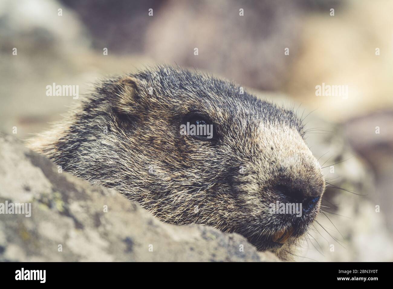 marmot portrait of the alps Stock Photo - Alamy