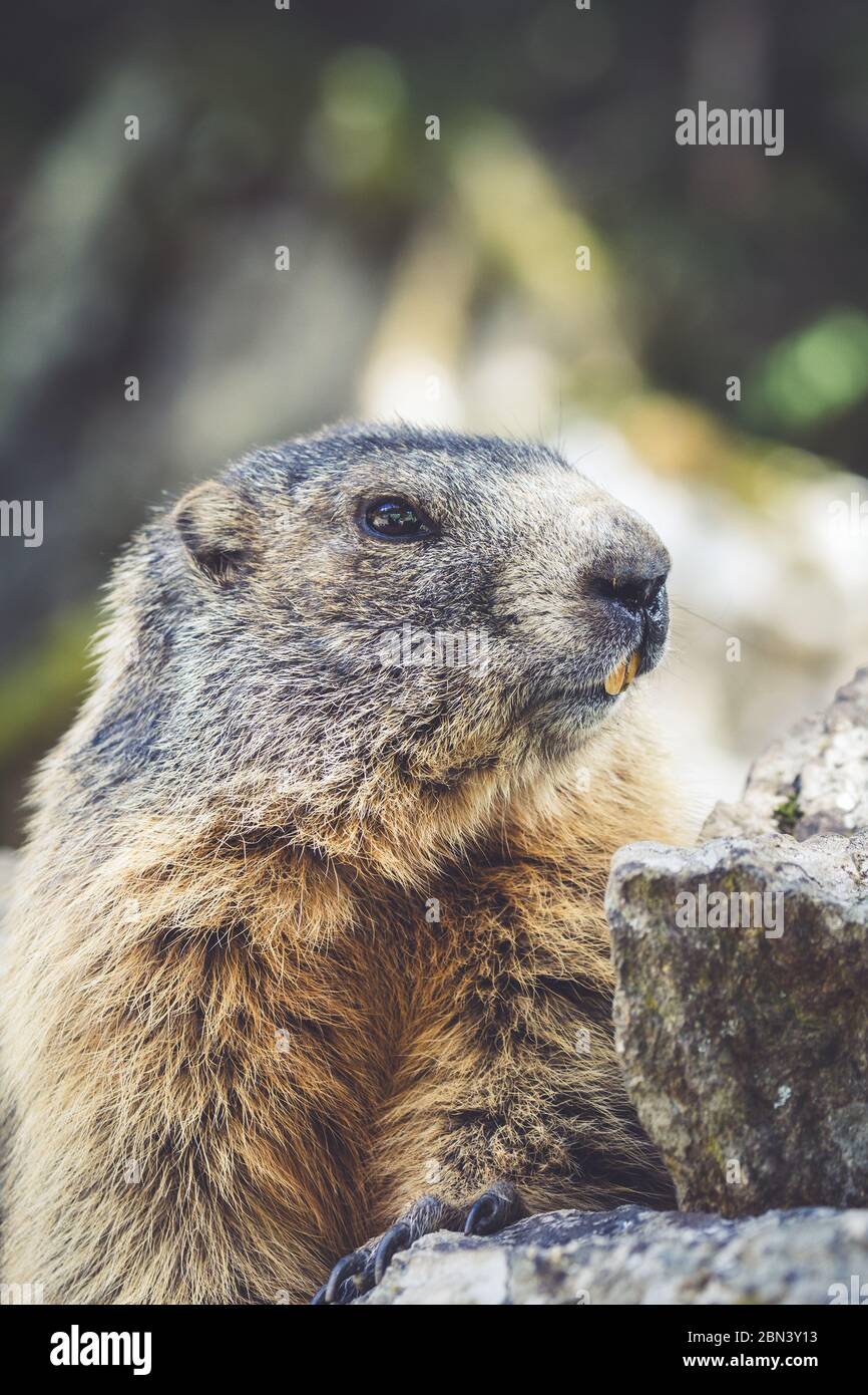 Alpine marmot hibernation hi-res stock photography and images - Alamy