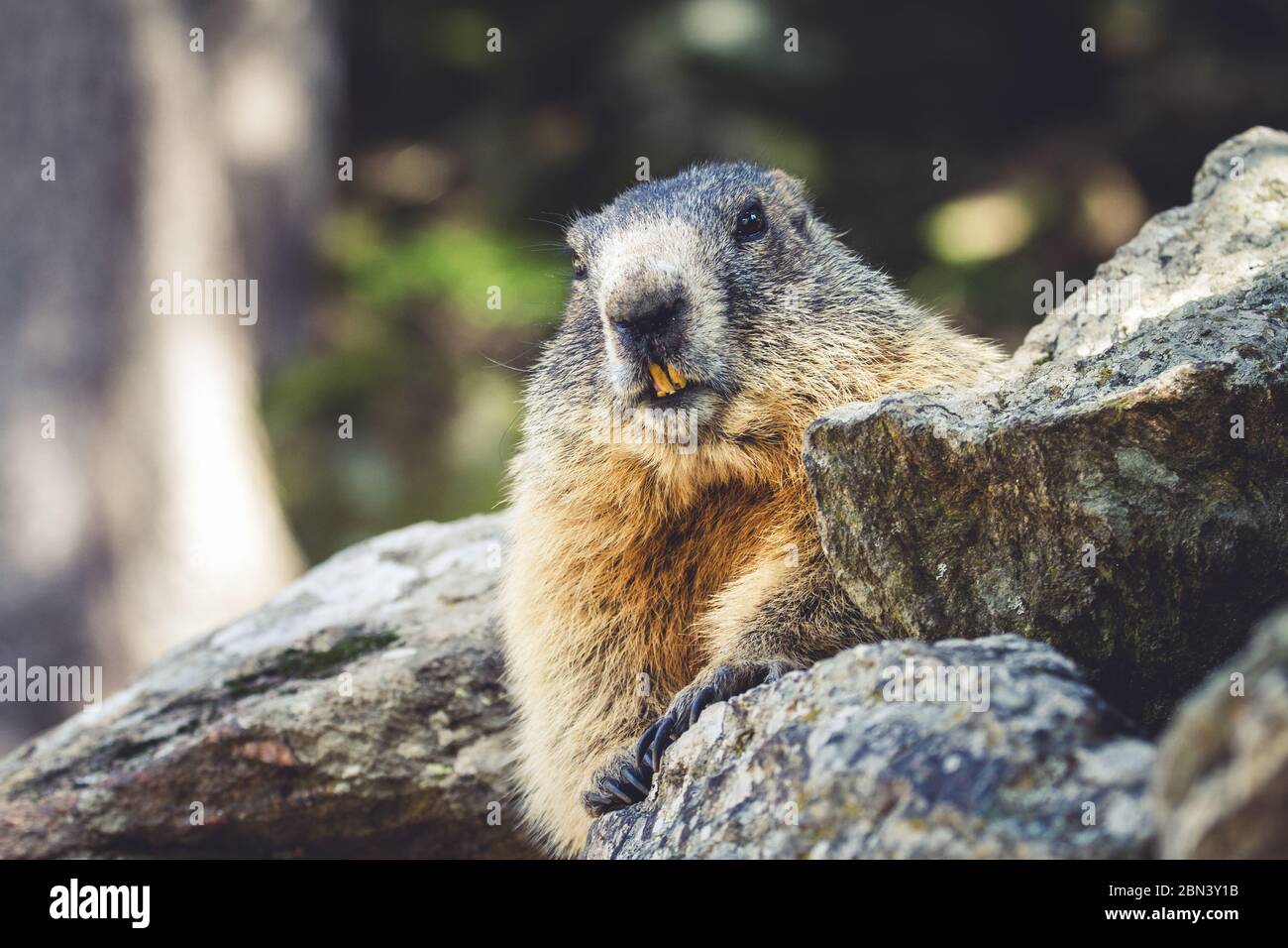 marmot portrait of the alps Stock Photo - Alamy