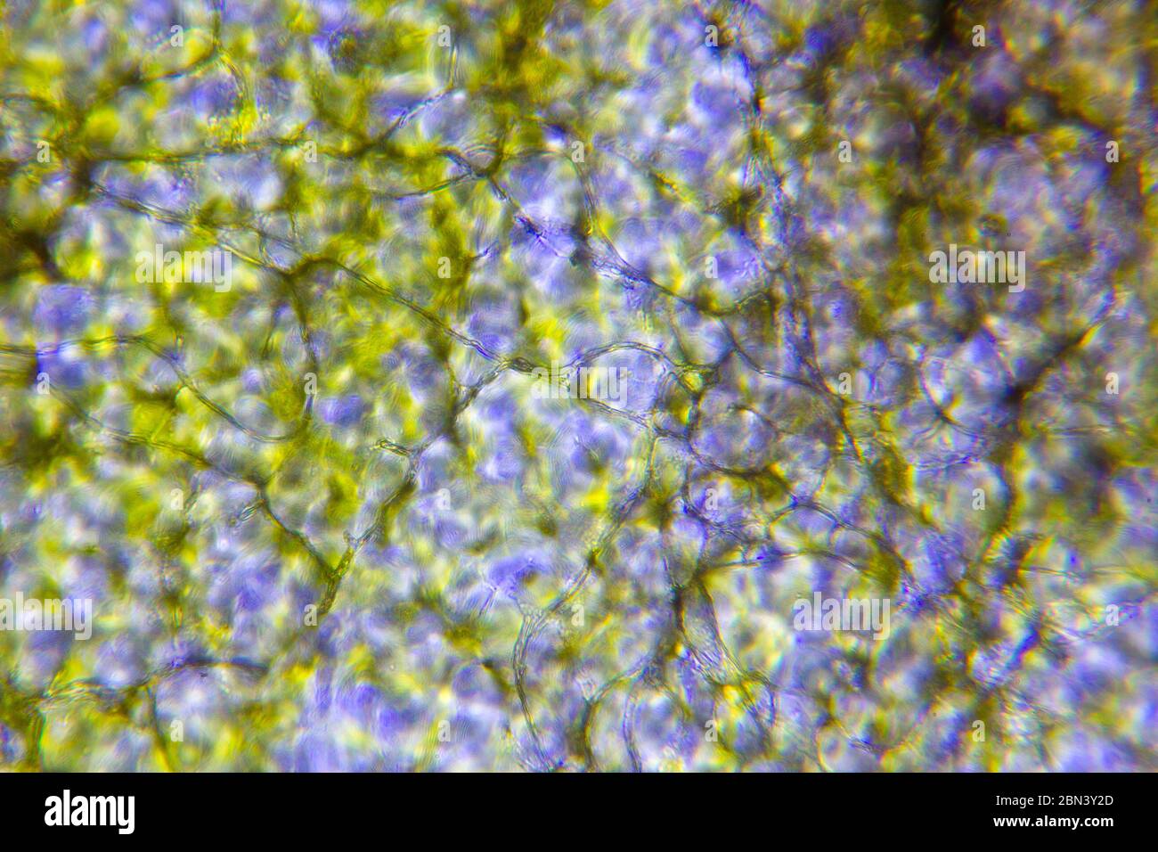 Under the microscope plants cells Stock Photo - Alamy