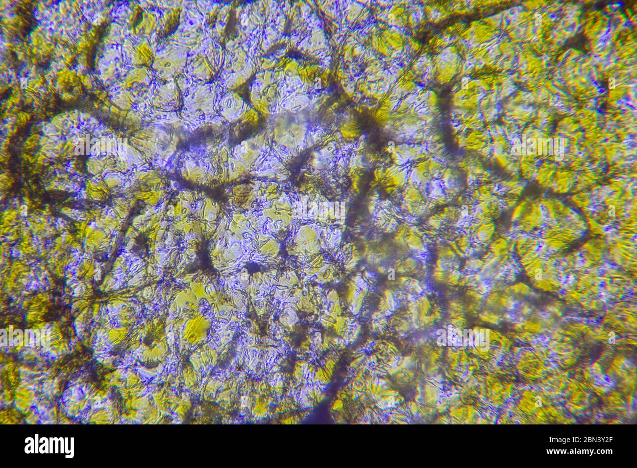 Under the microscope plants cells Stock Photo - Alamy