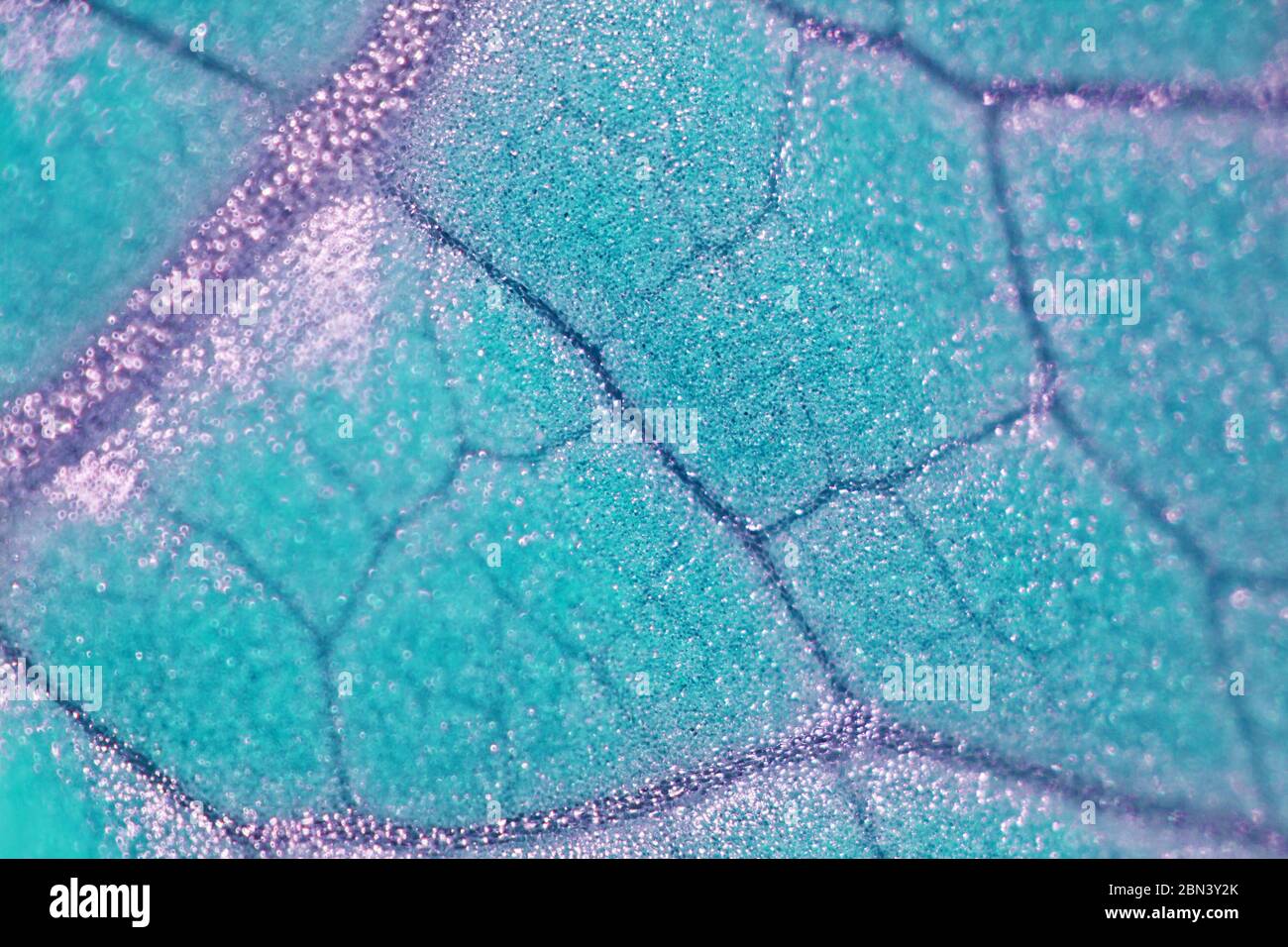 juicy green plant cells under the microscope Stock Photo - Alamy