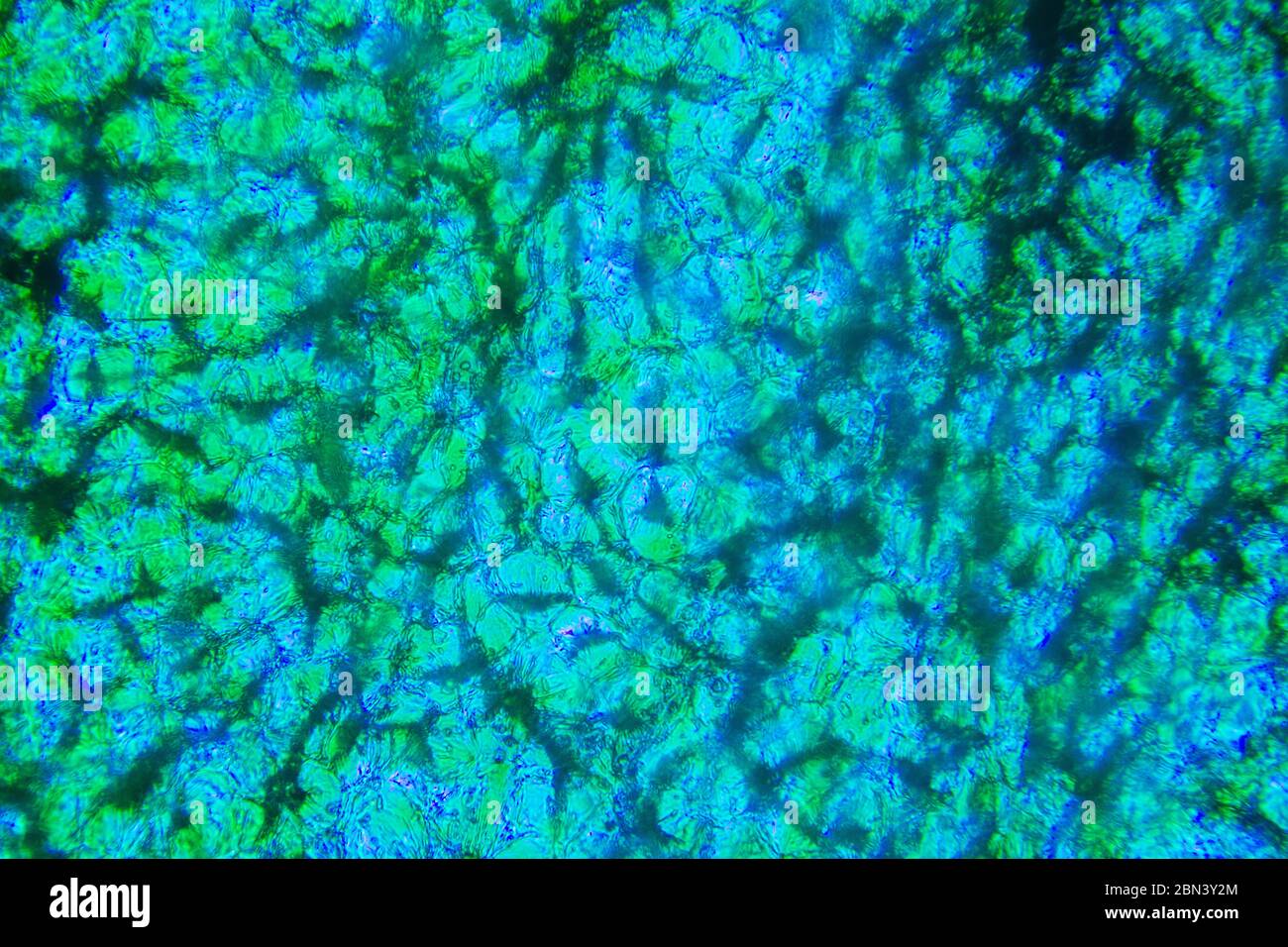 Under the microscope plants cells Stock Photo - Alamy