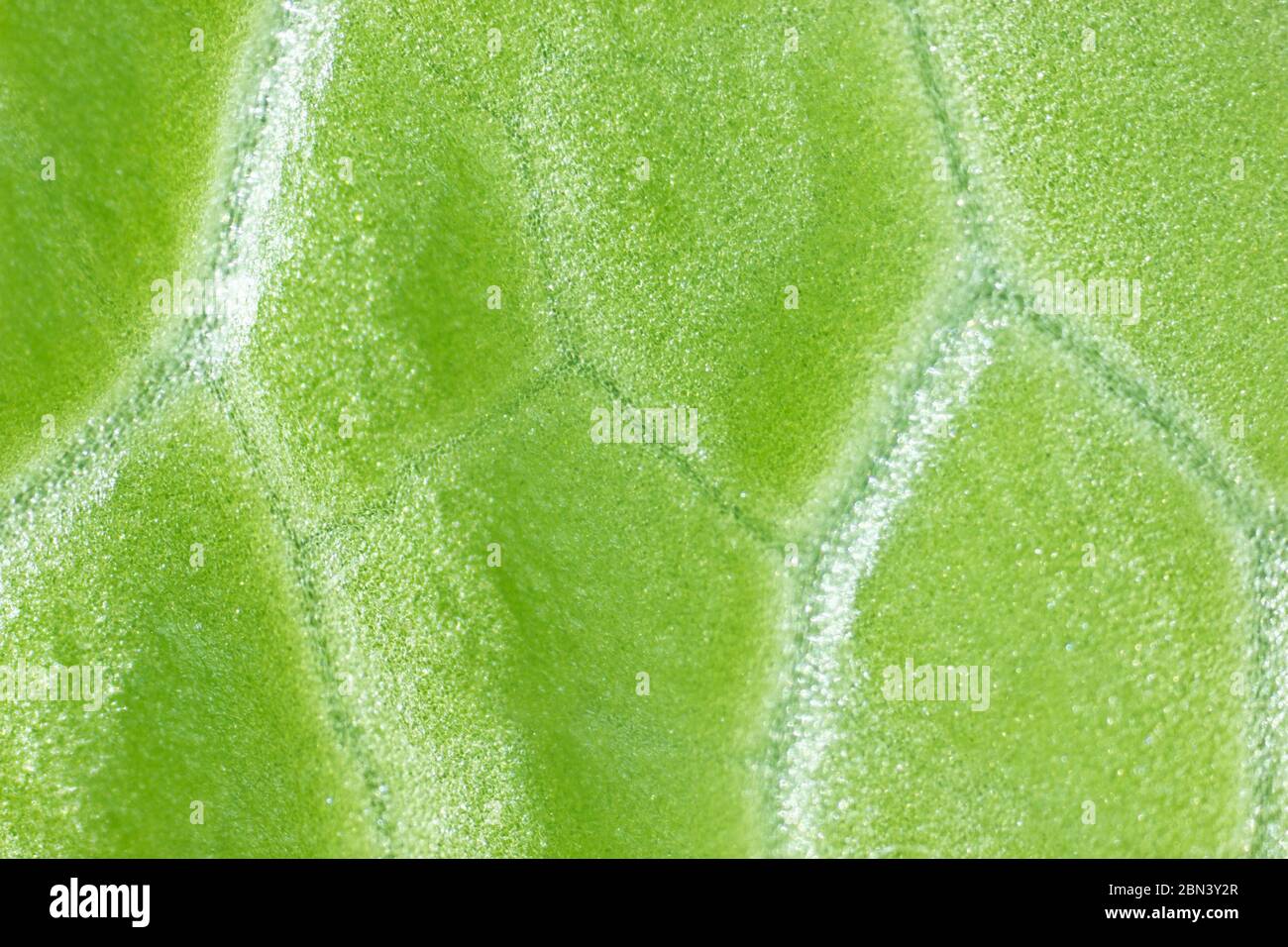 juicy green plant cells under the microscope Stock Photo - Alamy