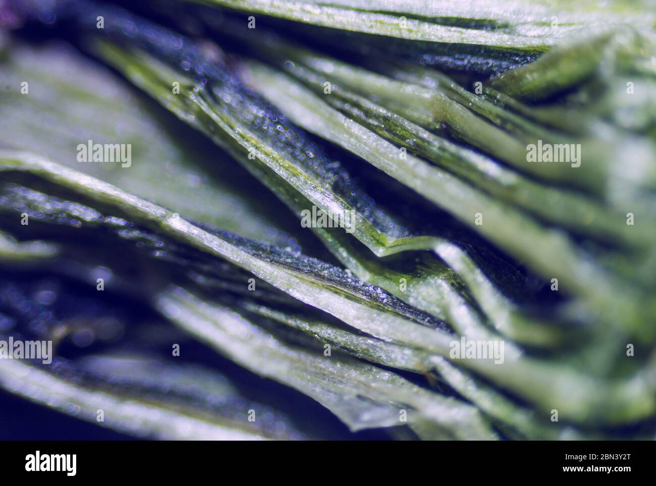 plant under the microscope, branches, thorns Stock Photo - Alamy