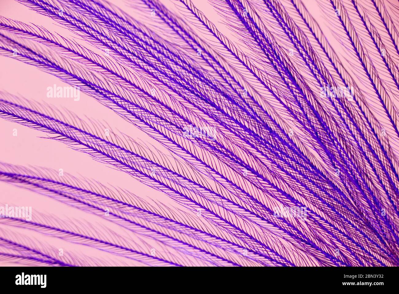 bird feather under the microscope Stock Photo - Alamy