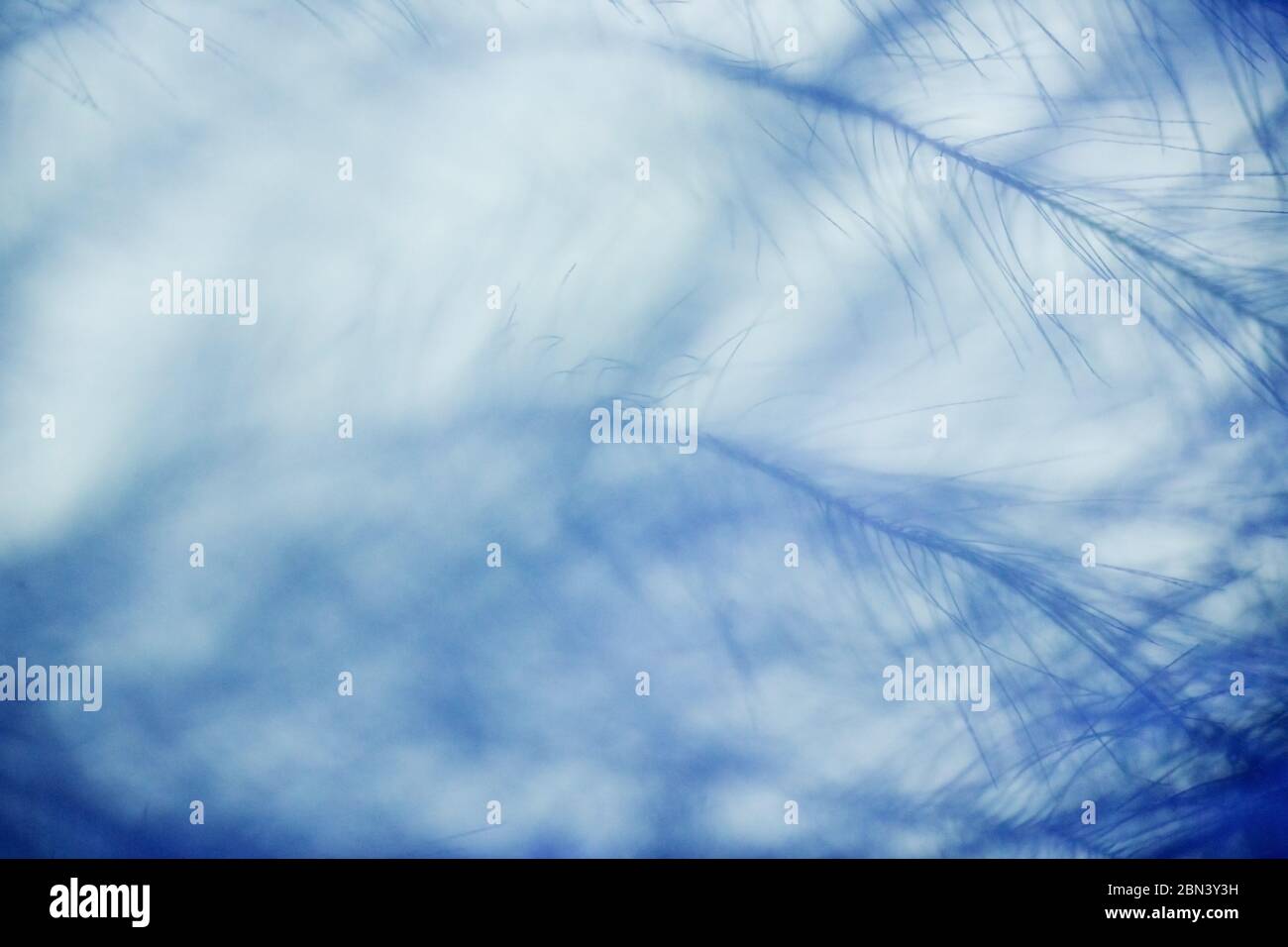 bird feather under the microscope Stock Photo - Alamy