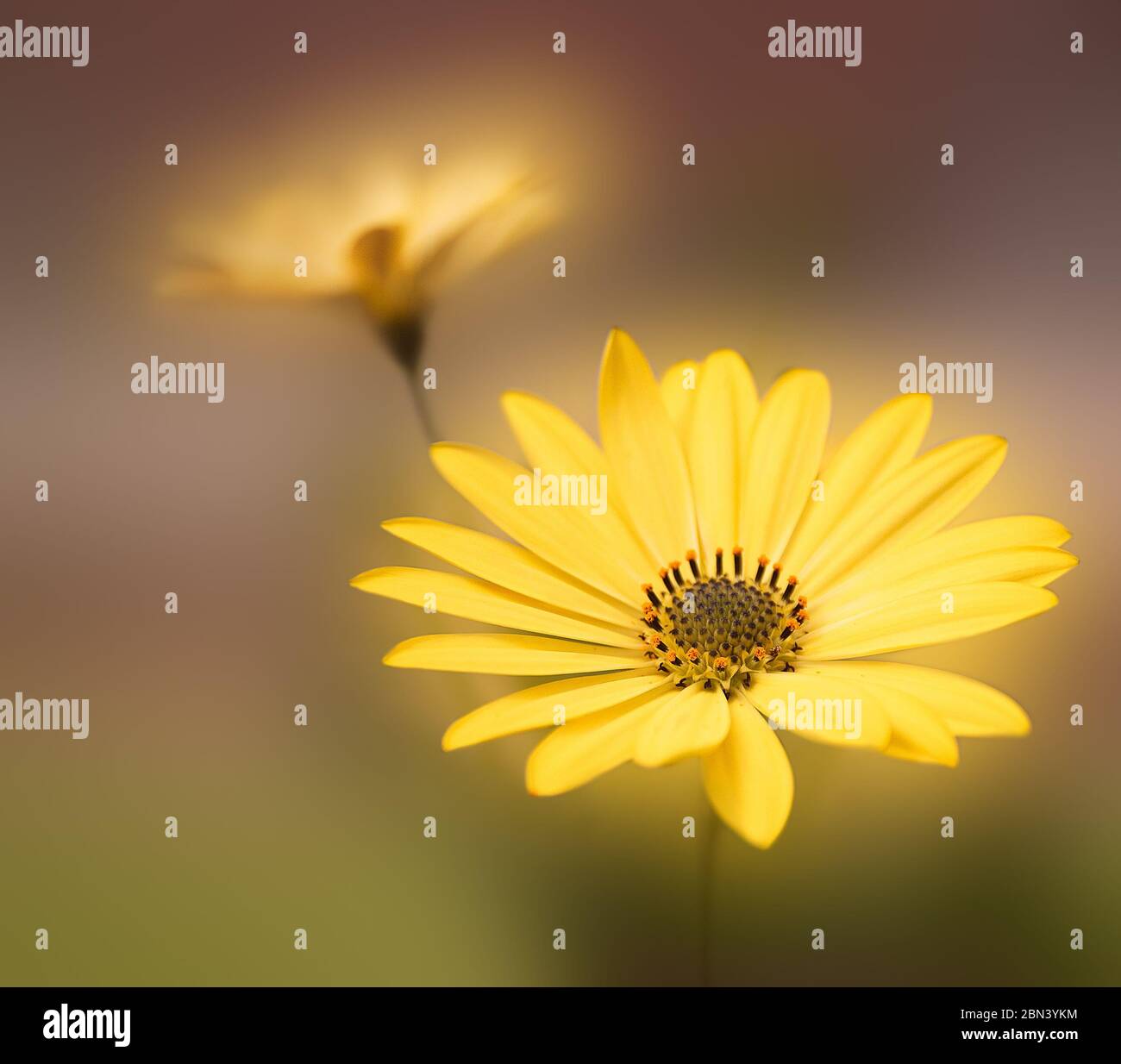 Smug background hi-res stock photography and images - Alamy