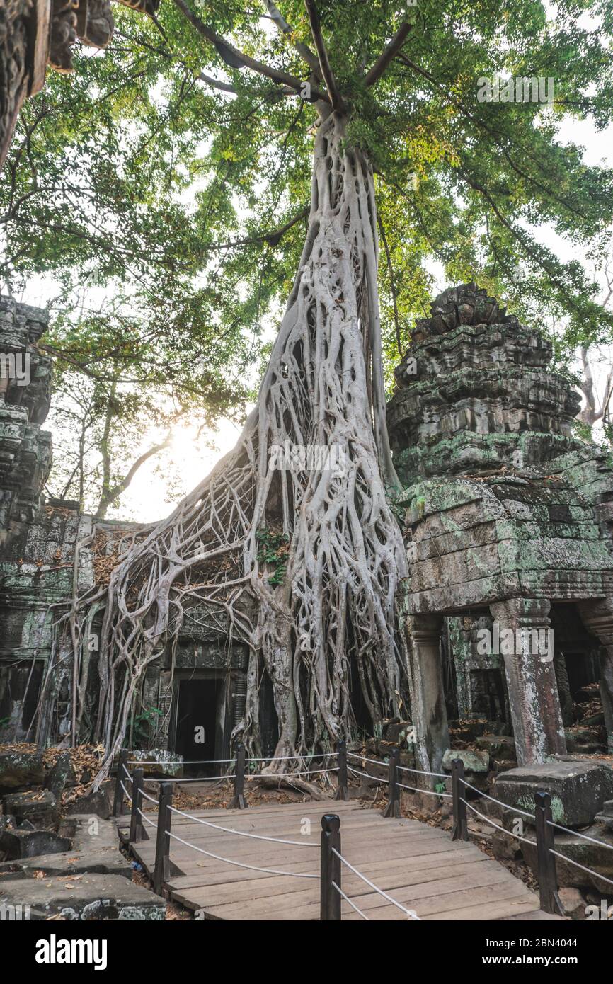 Huge Banyan Tree Ancient Angkor Wat Ruins Panorama Sunrise Asia. Angkor ...