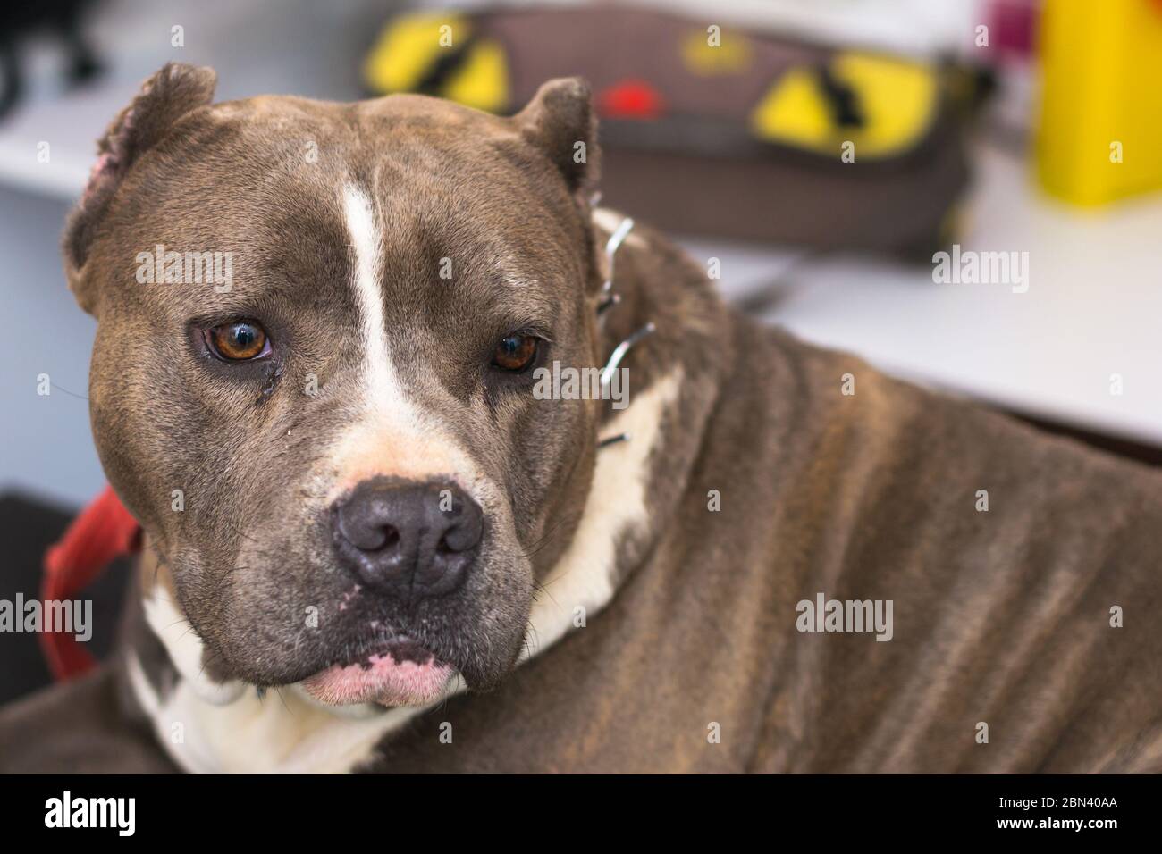Aggressive dog terrier hi-res stock photography and images - Alamy