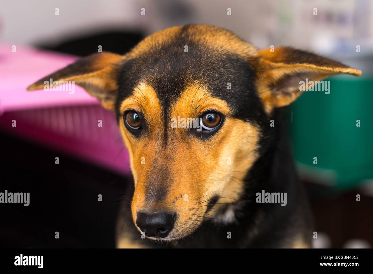 cute dog at the veterinary clinic Stock Photo - Alamy