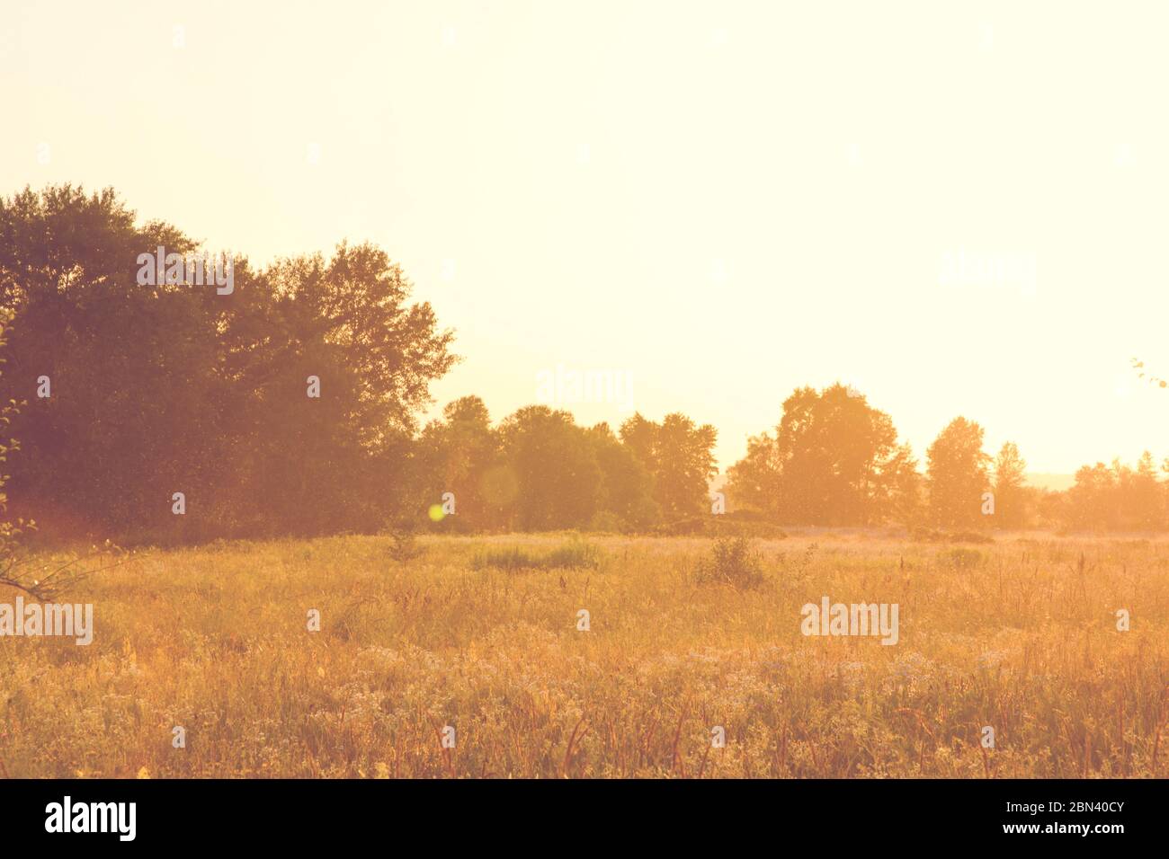 park, trees, meadow in bright sunlight Stock Photo - Alamy