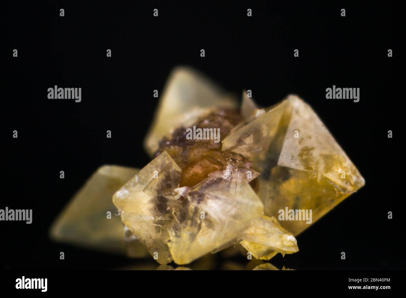 Caliceal hi-res stock photography and images - Alamy