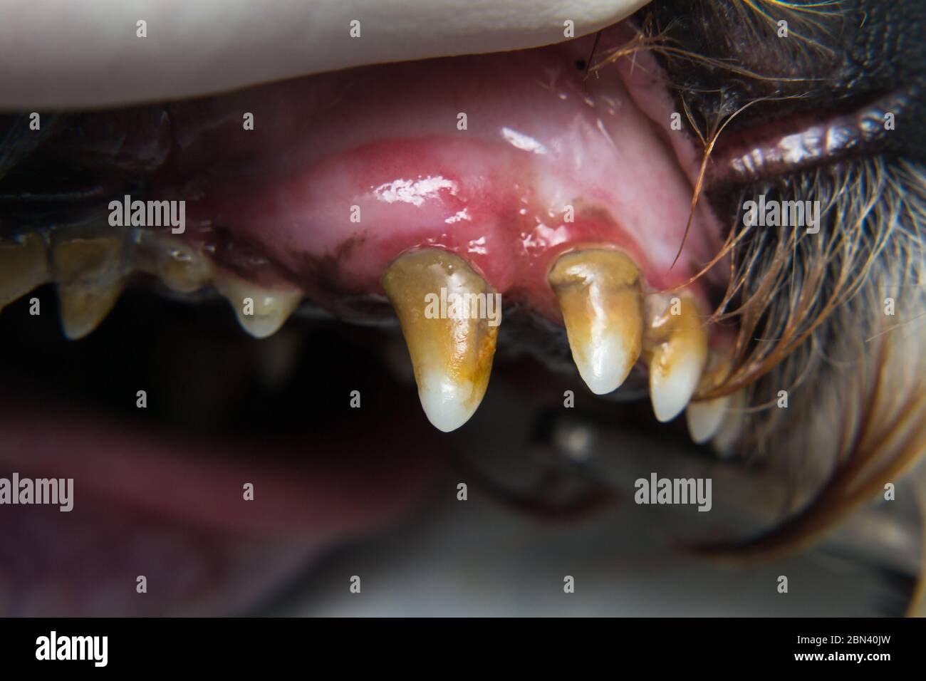dog with gingivitis and teeth with tartar Stock Photo - Alamy