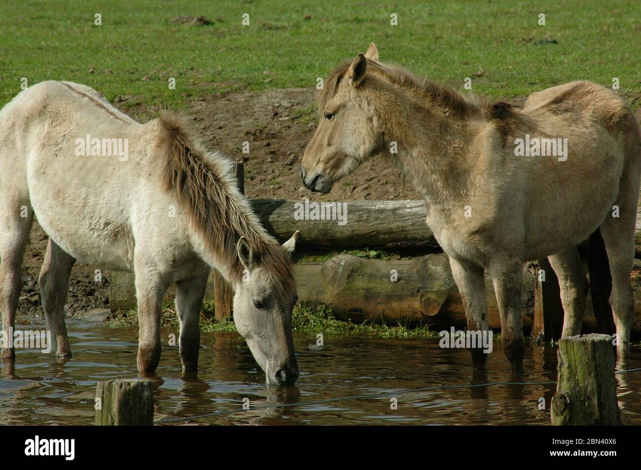 wild horses in germany Stock Photo - Alamy