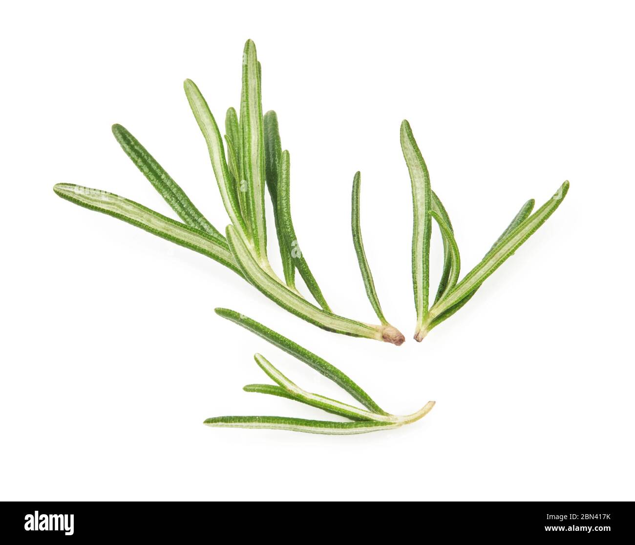 Rosemary rosmarinus officinalis single leaf hi-res stock photography ...
