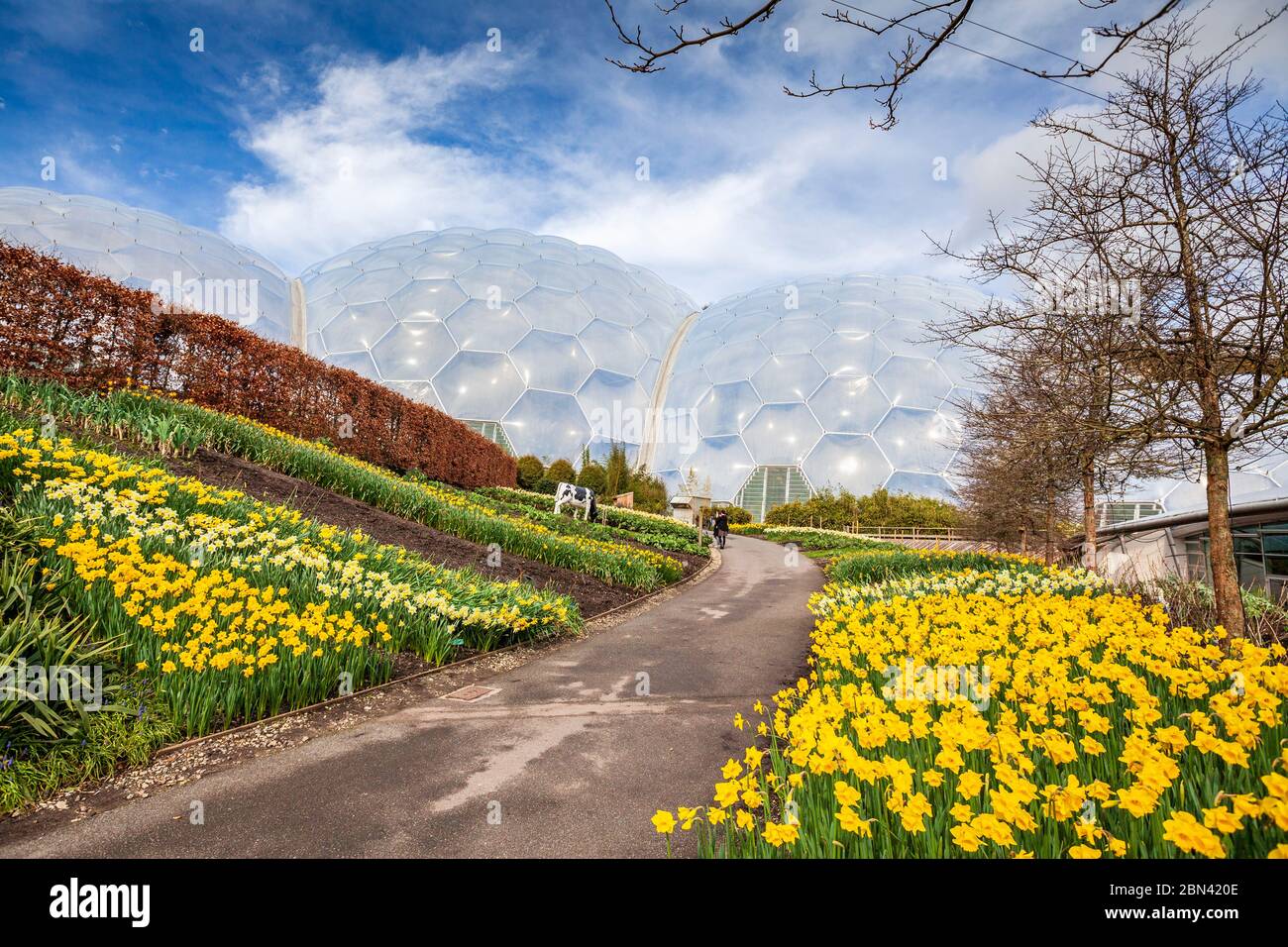 The Rainforest Biome at the Eden Project in spring, Cornwall, England ...