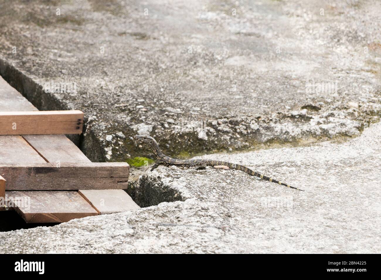 Small camouflaged lizard on the road in Malaysia Stock Photo - Alamy