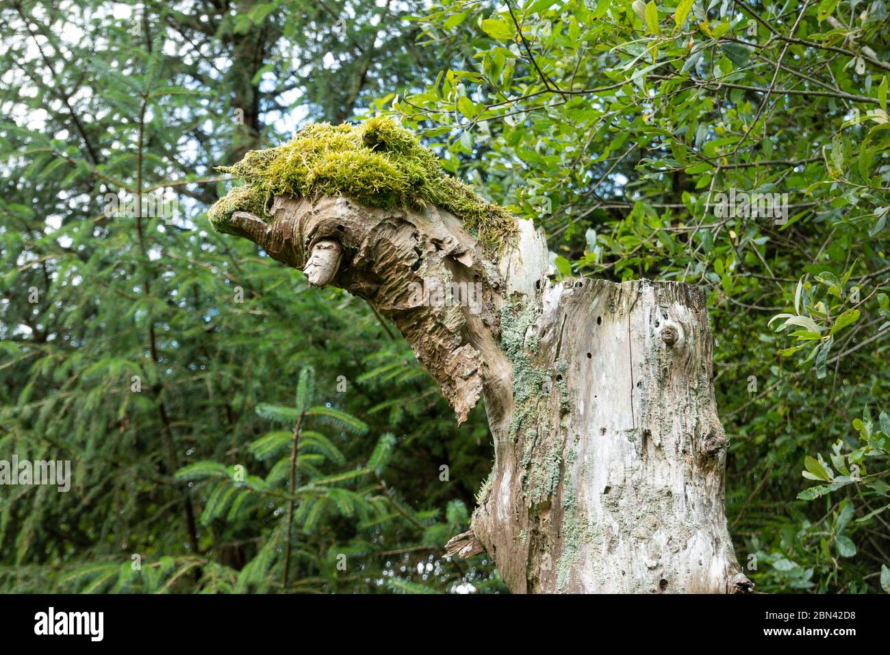 Old tree branch cover with green moss and have a fancy shape Stock ...