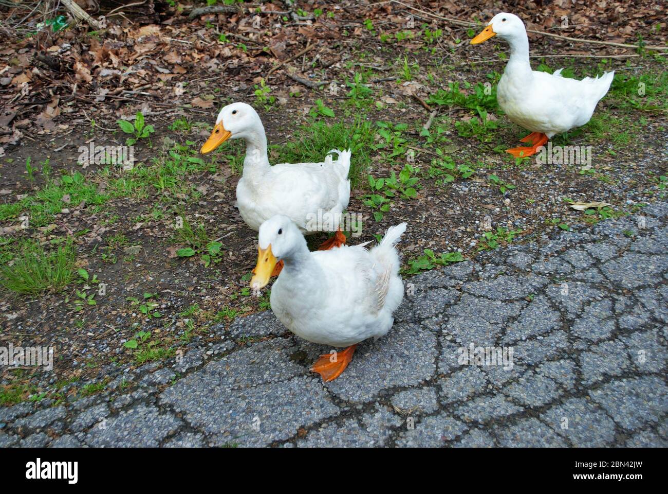 white ducks walking down the street in a park Stock Photo - Alamy