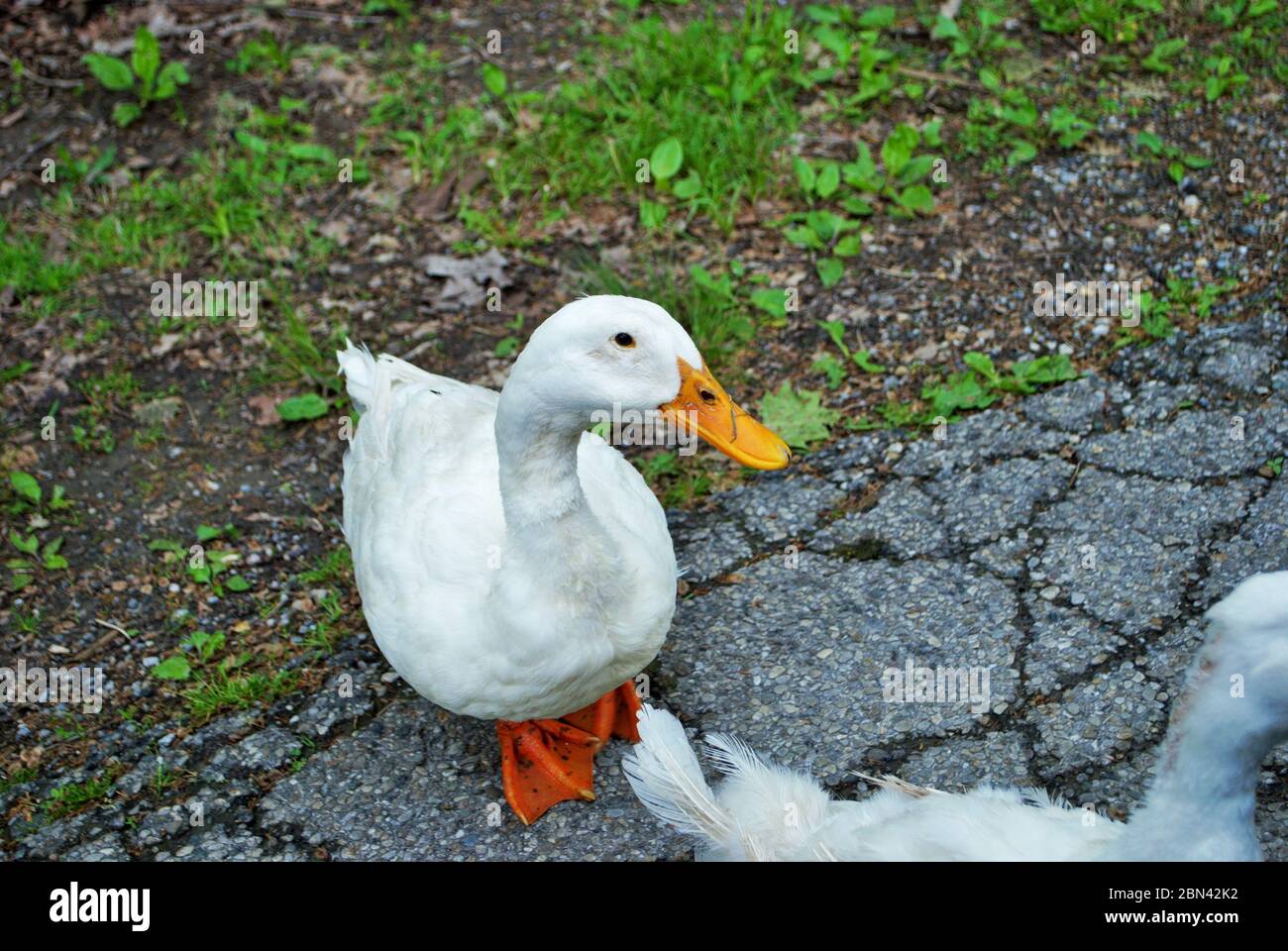 White domestic duck orange beak hi-res stock photography and images - Alamy
