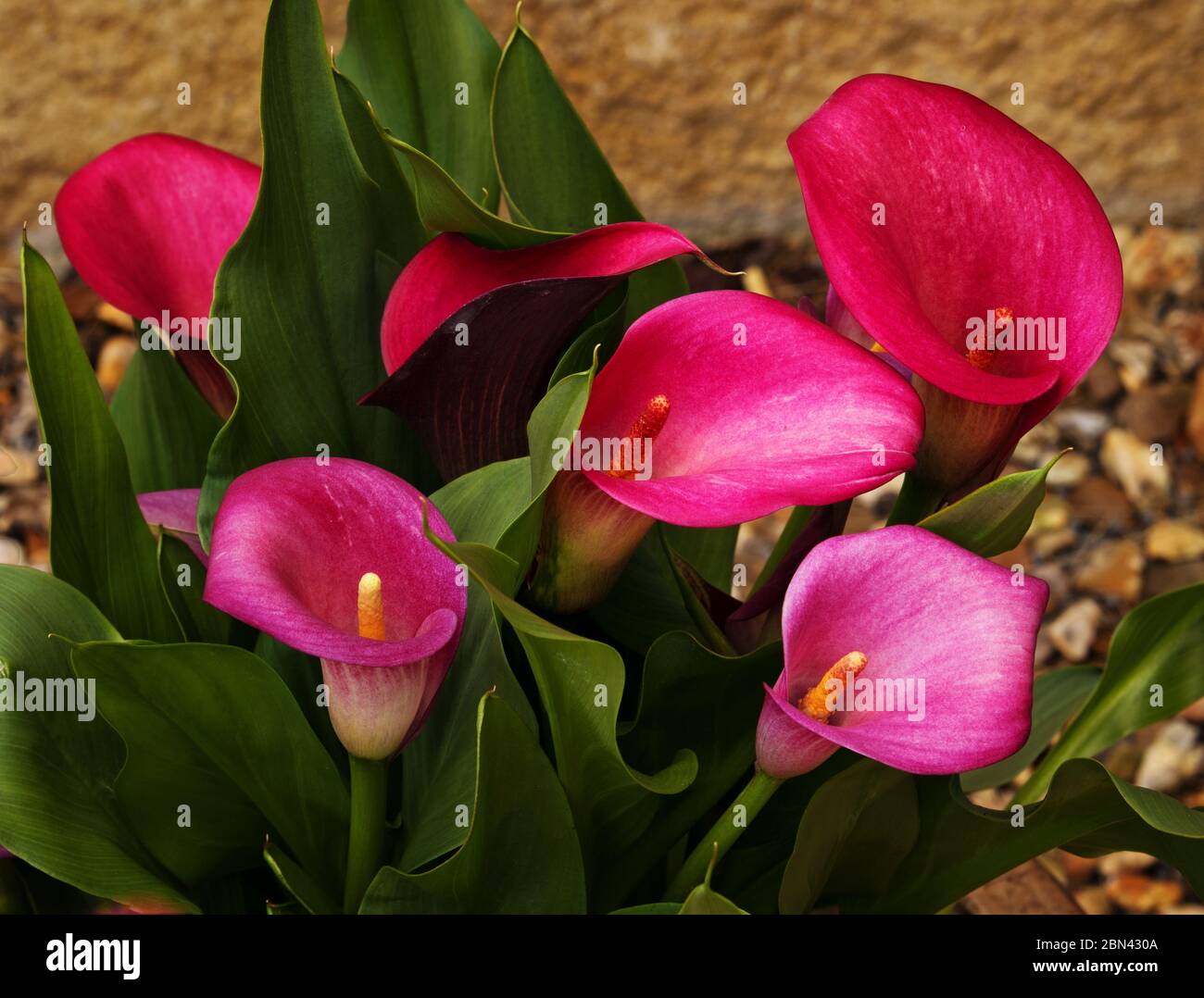 Call lily hi-res stock photography and images - Alamy