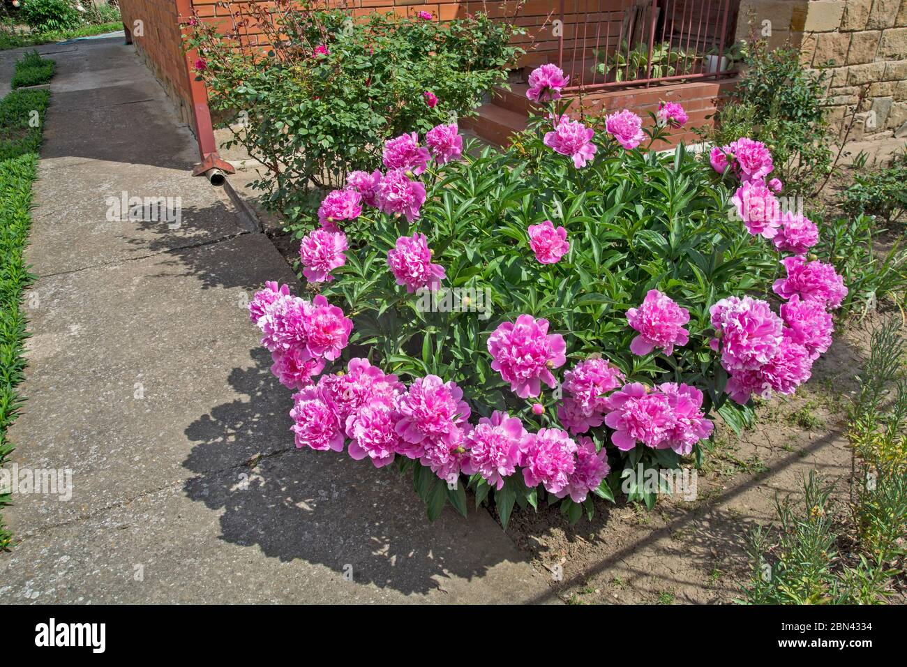 Peony garden hi-res stock photography and images - Alamy