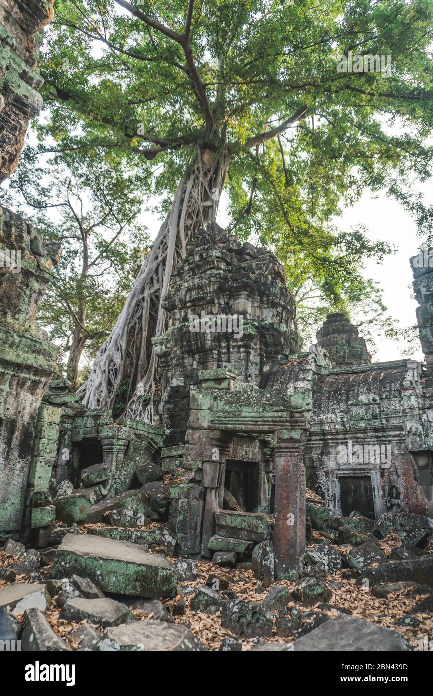 Cambodia Angkor Wat Ta Prohm Temple Tomb Raider Tree Roots Ruins ...