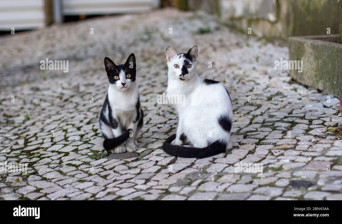 Cobblestone streets hi-res stock photography and images - Alamy