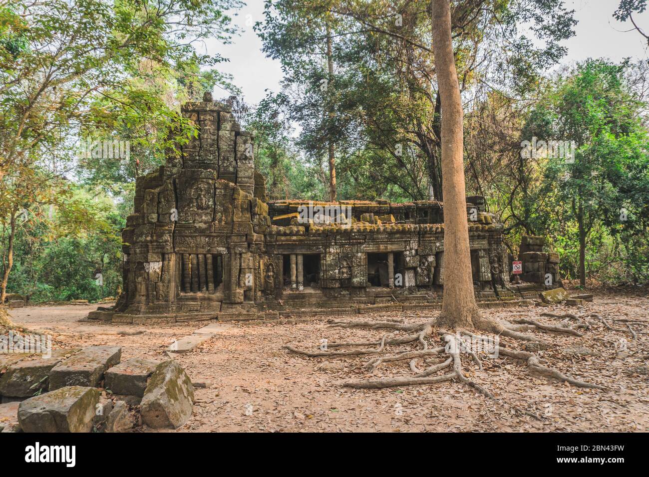 Huge Banyan Tree Ancient Angkor Wat Ruins Panorama Sunrise Asia ...