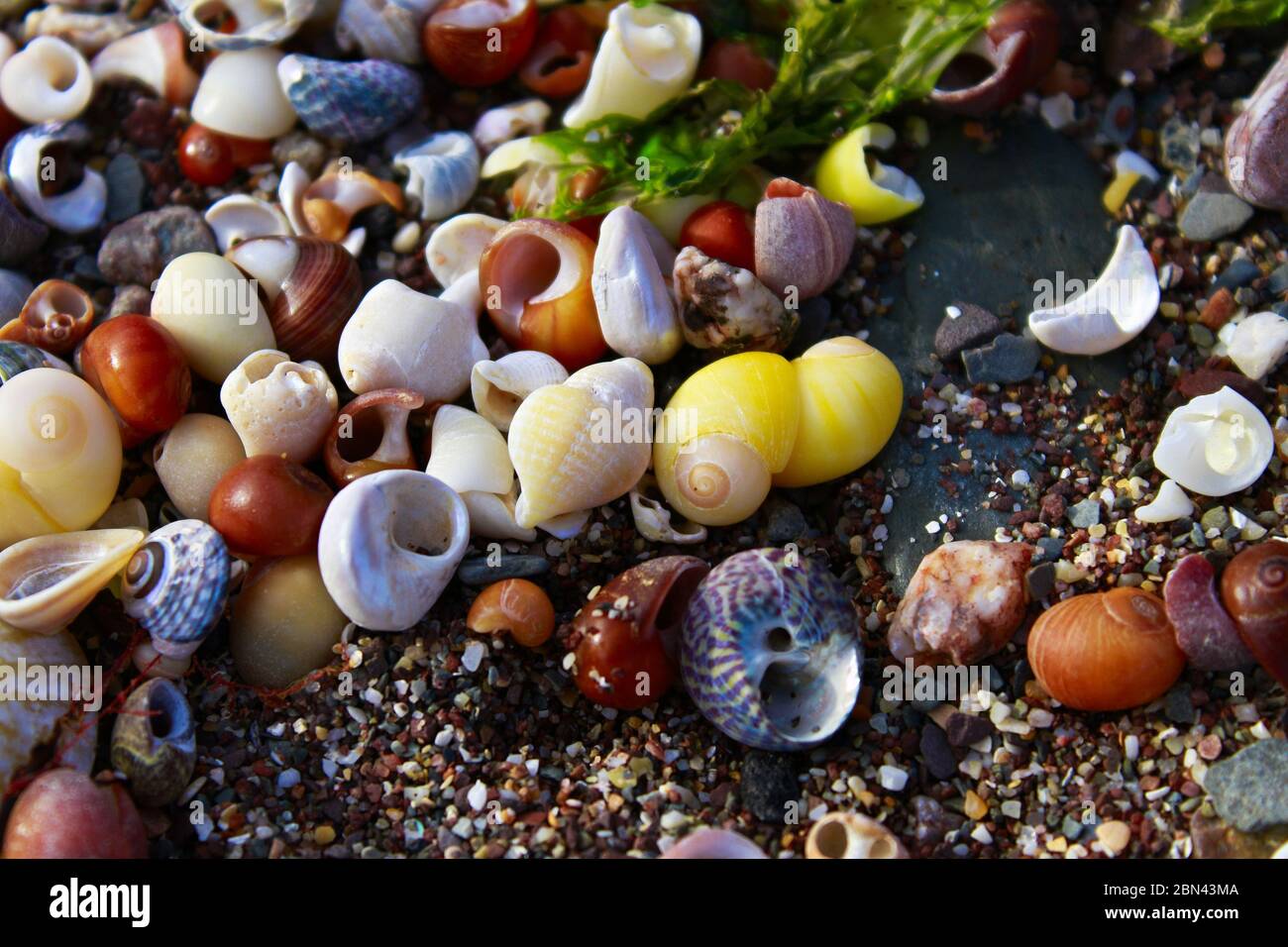 Sea shells on the beach Stock Photo - Alamy