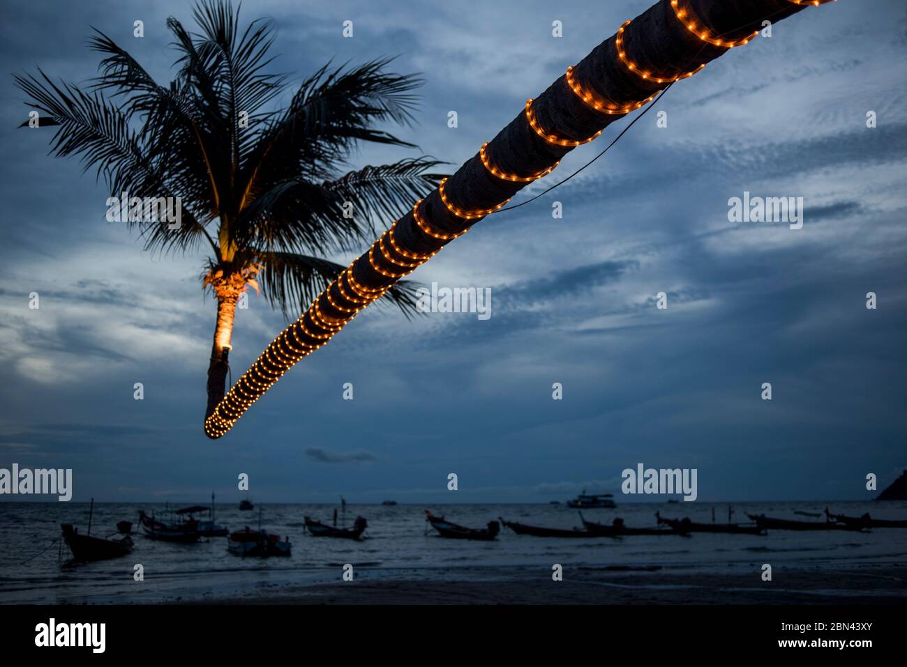Illuminated leaning coconut tree on Sairee Beach at twilight, Koh Tao ...