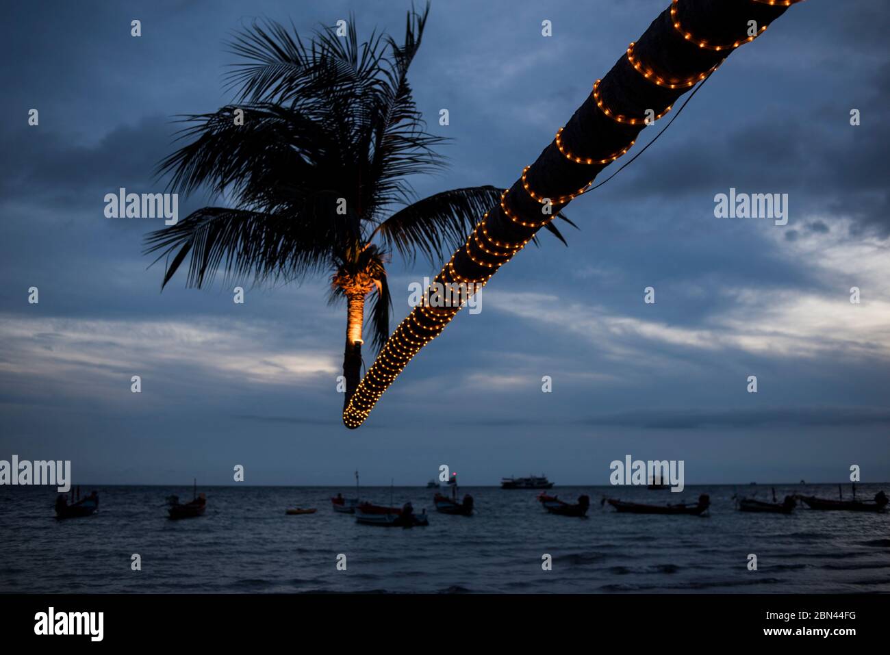 Illuminated leaning coconut tree on Sairee Beach at twilight, Koh Tao ...