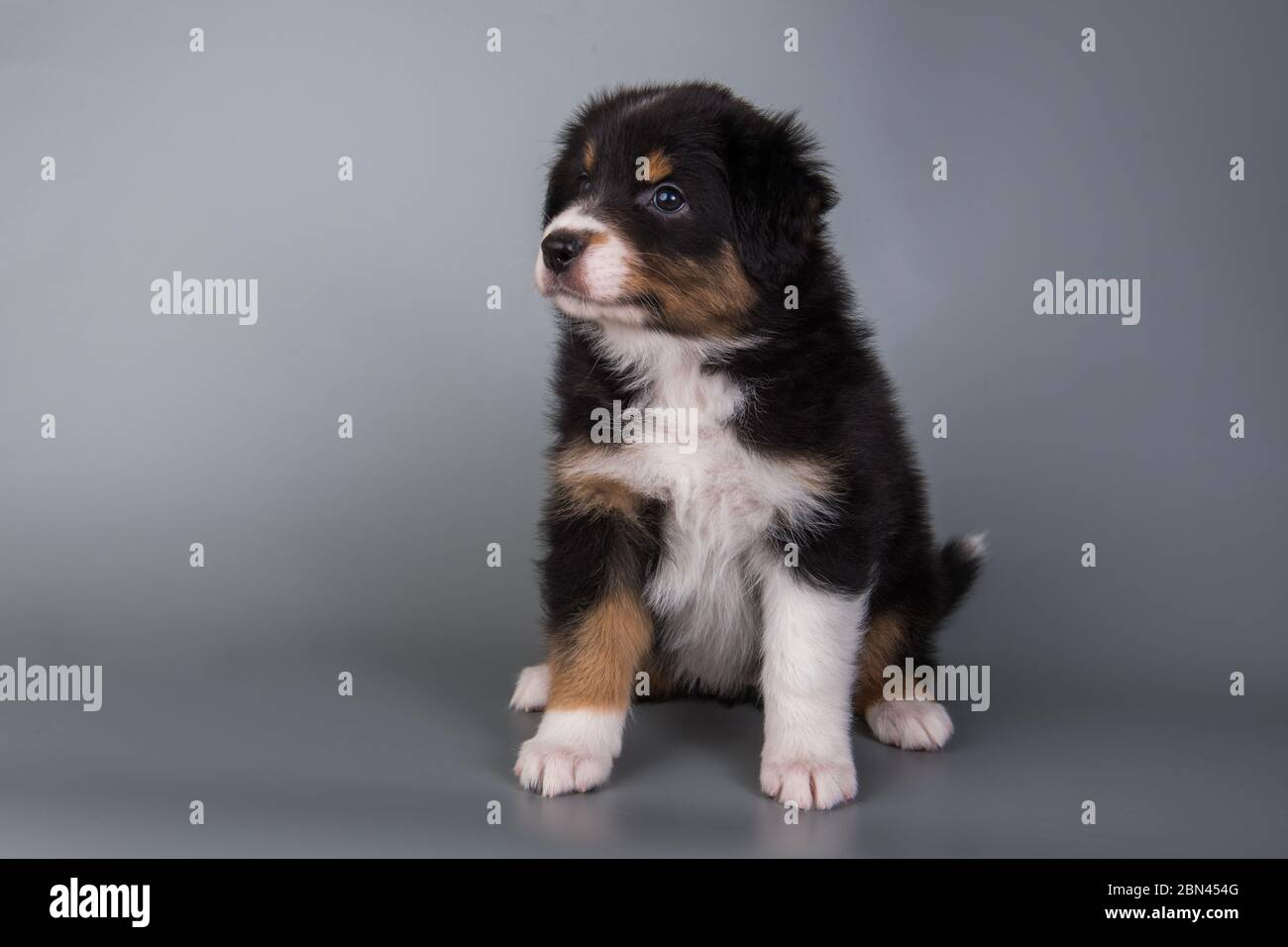 Australian Shepherd tri-color black tan puppy dog Stock Photo - Alamy