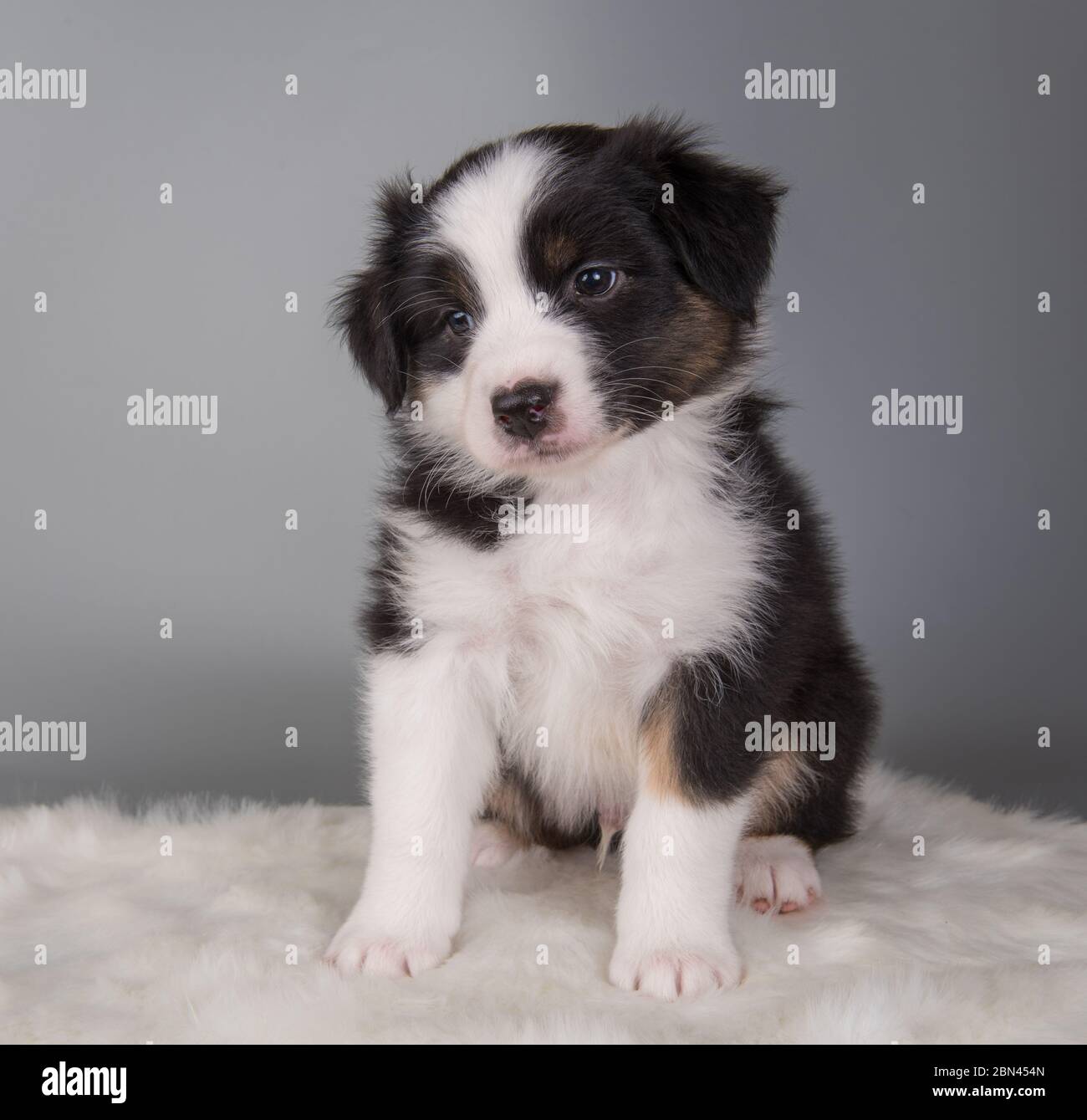 Australian Shepherd tri-color black tan puppy dog Stock Photo - Alamy