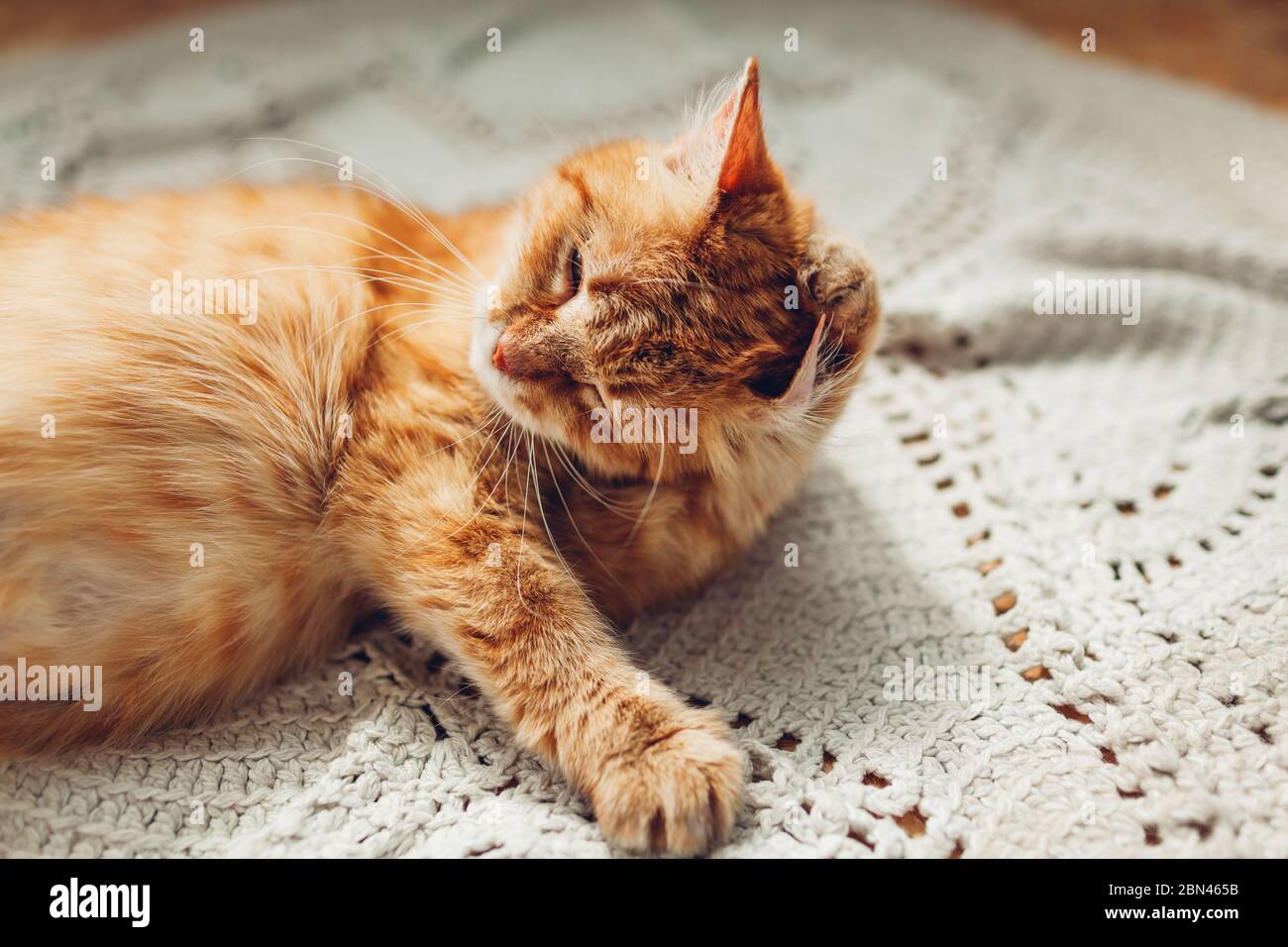 Washing carpet pet hi-res stock photography and images - Alamy