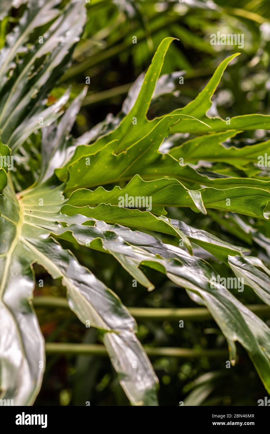 Plant green leaves philodendron hi-res stock photography and images - Alamy