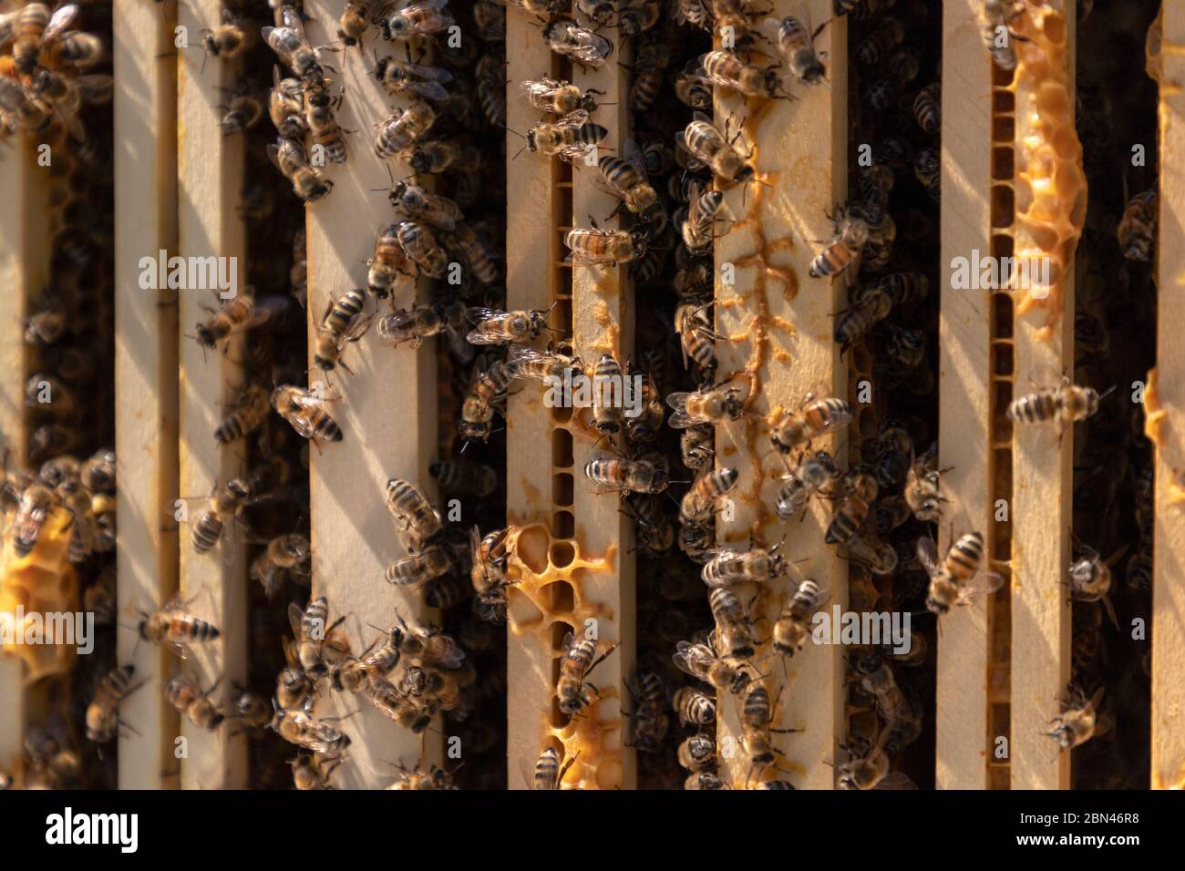 Beehive apis mellifera hi-res stock photography and images - Alamy