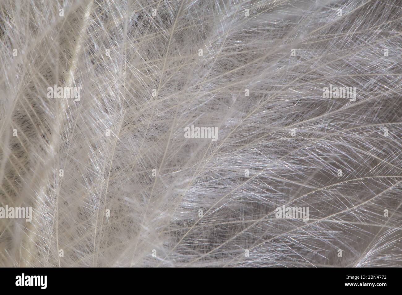 White soft and smooth feather texture background. Close-up view, macro ...