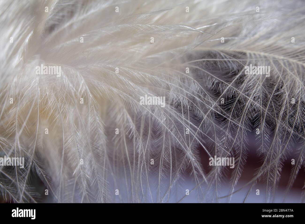White soft and smooth feather texture background. Close-up view, macro ...