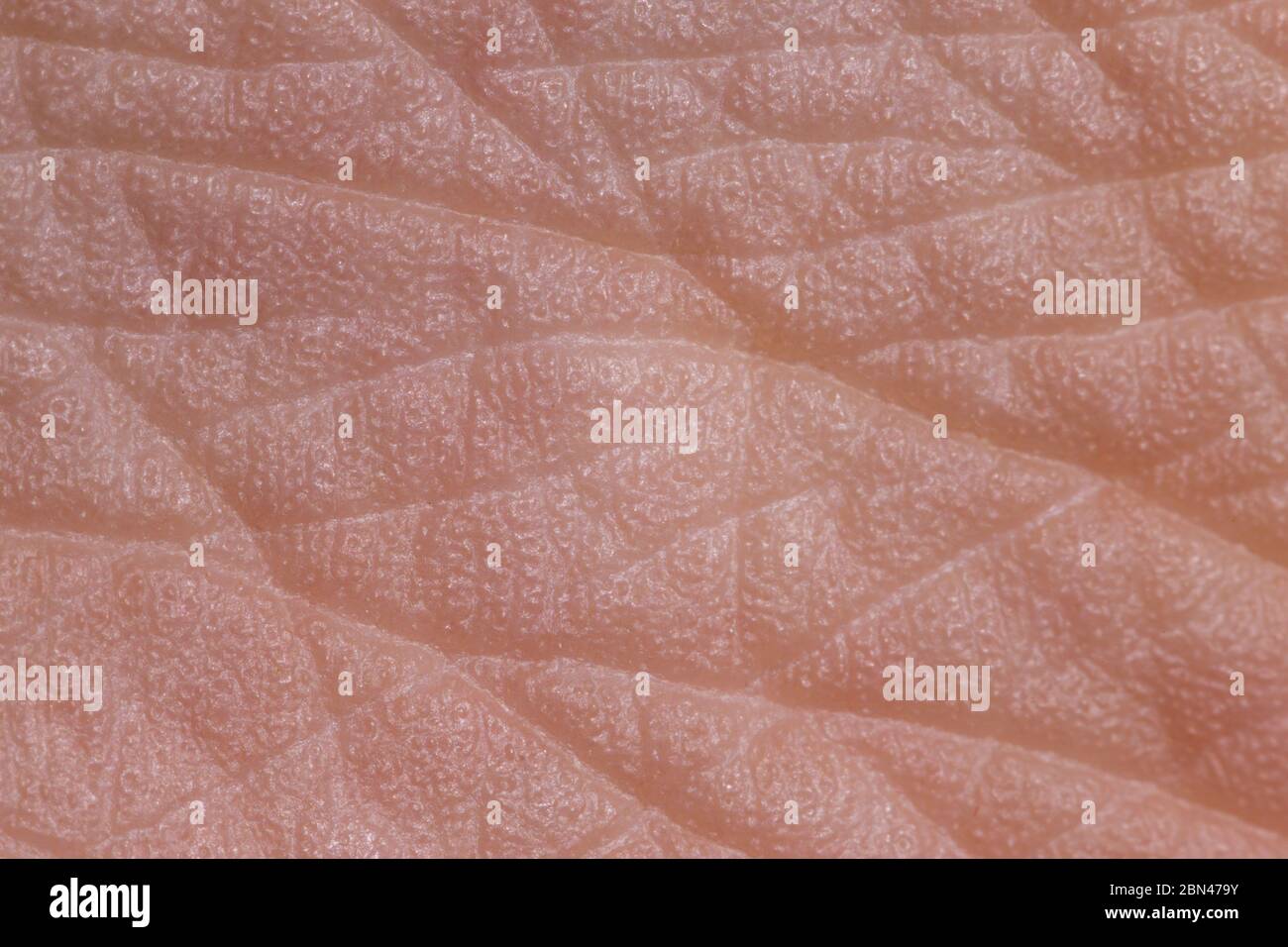 Texture of human foot skin. Dried skin spores. Extreme close up macro ...