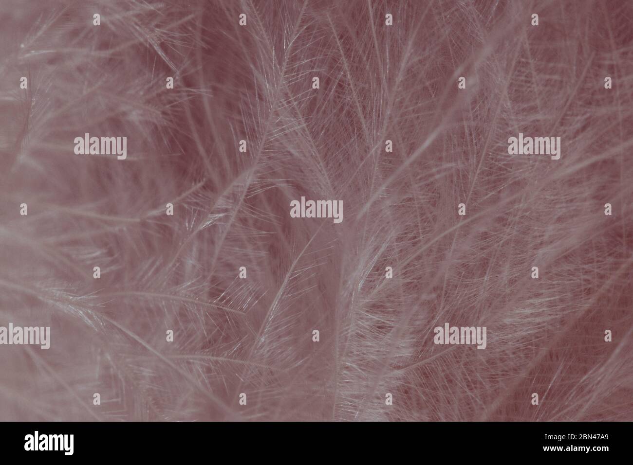 White soft and smooth feather texture background. Close-up view, macro ...