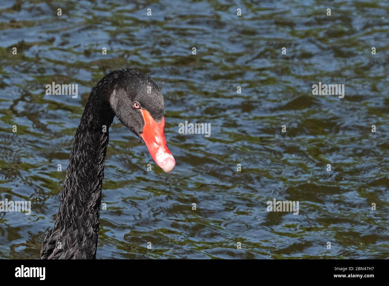 One black swan with red beak, swim in a pond. Head and neck only ...
