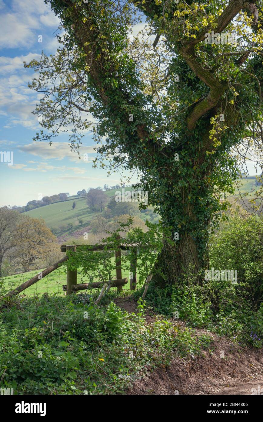 Hedgerow with oak tree, Herefordshire, England Stock Photo - Alamy