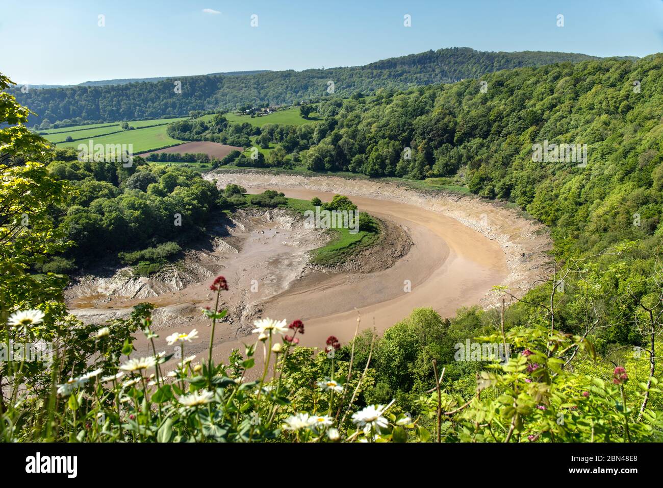 River Wye at Lancaut Nature Reserve during low tide with spring flowers ...