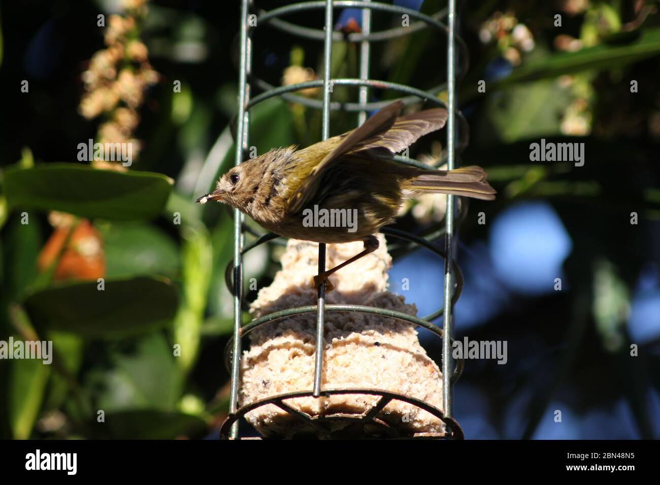 Uncaged birds hi-res stock photography and images - Alamy